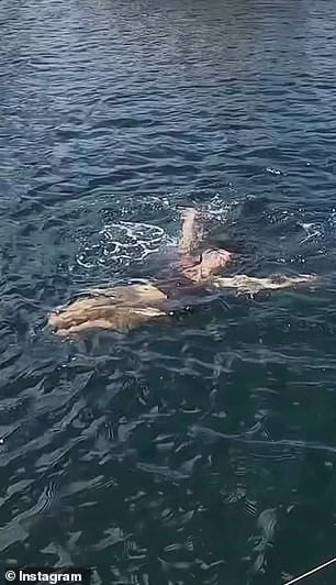 Model Used As Human Bait Dragged Underwater By Shark In Viral Stunt ...